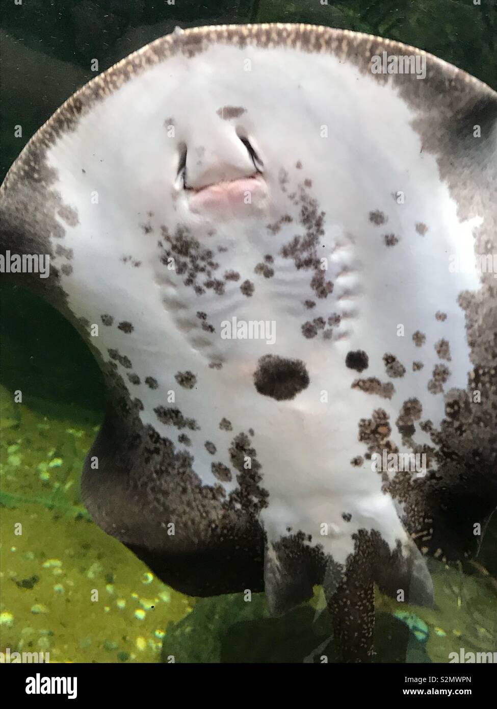 Mr fish hi-res stock photography and images - Alamy