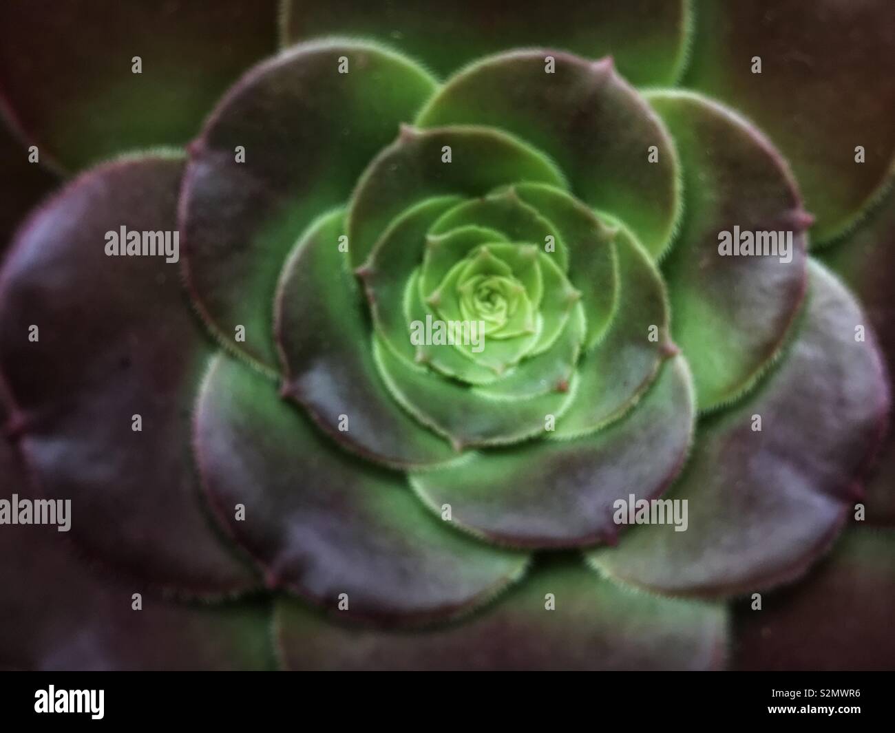 Full frame top view soft focus of a succulent desert plant Stock Photo ...