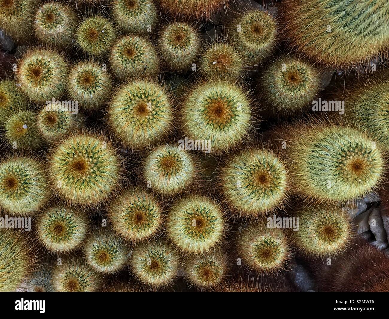 Top view of a colony of perfect cactuses Stock Photo - Alamy