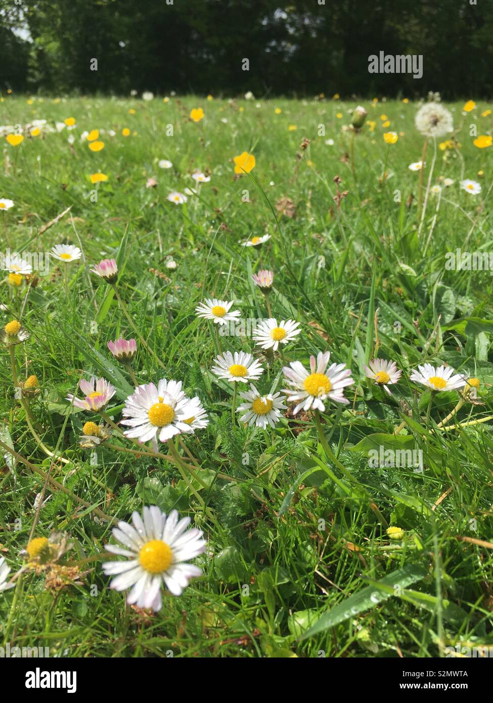 Flower field, East Grinstead Stock Photo - Alamy