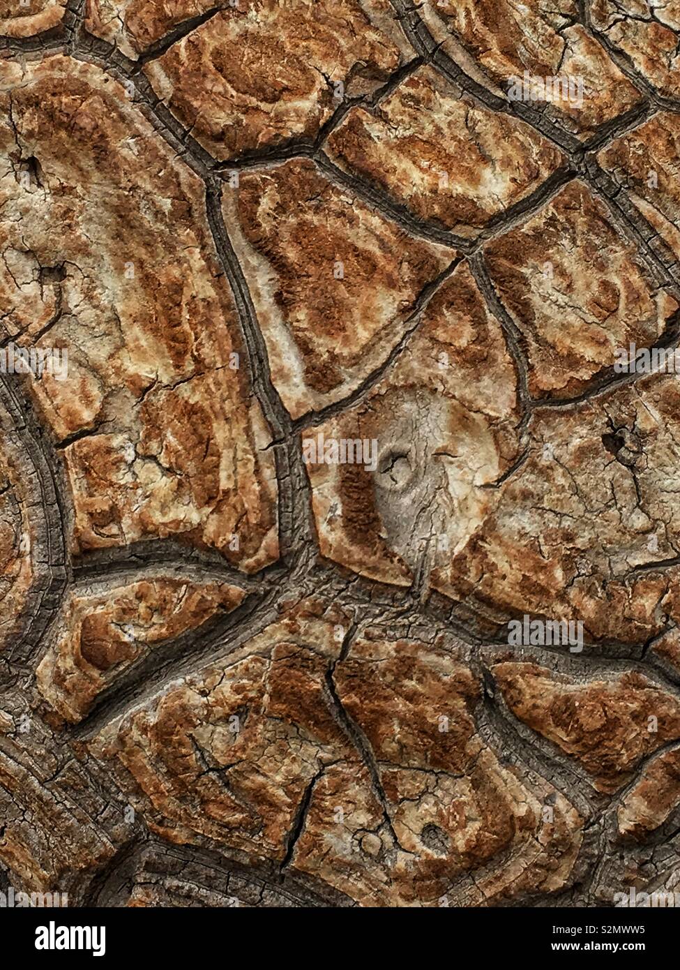 Closeup cactus hi-res stock photography and images - Alamy