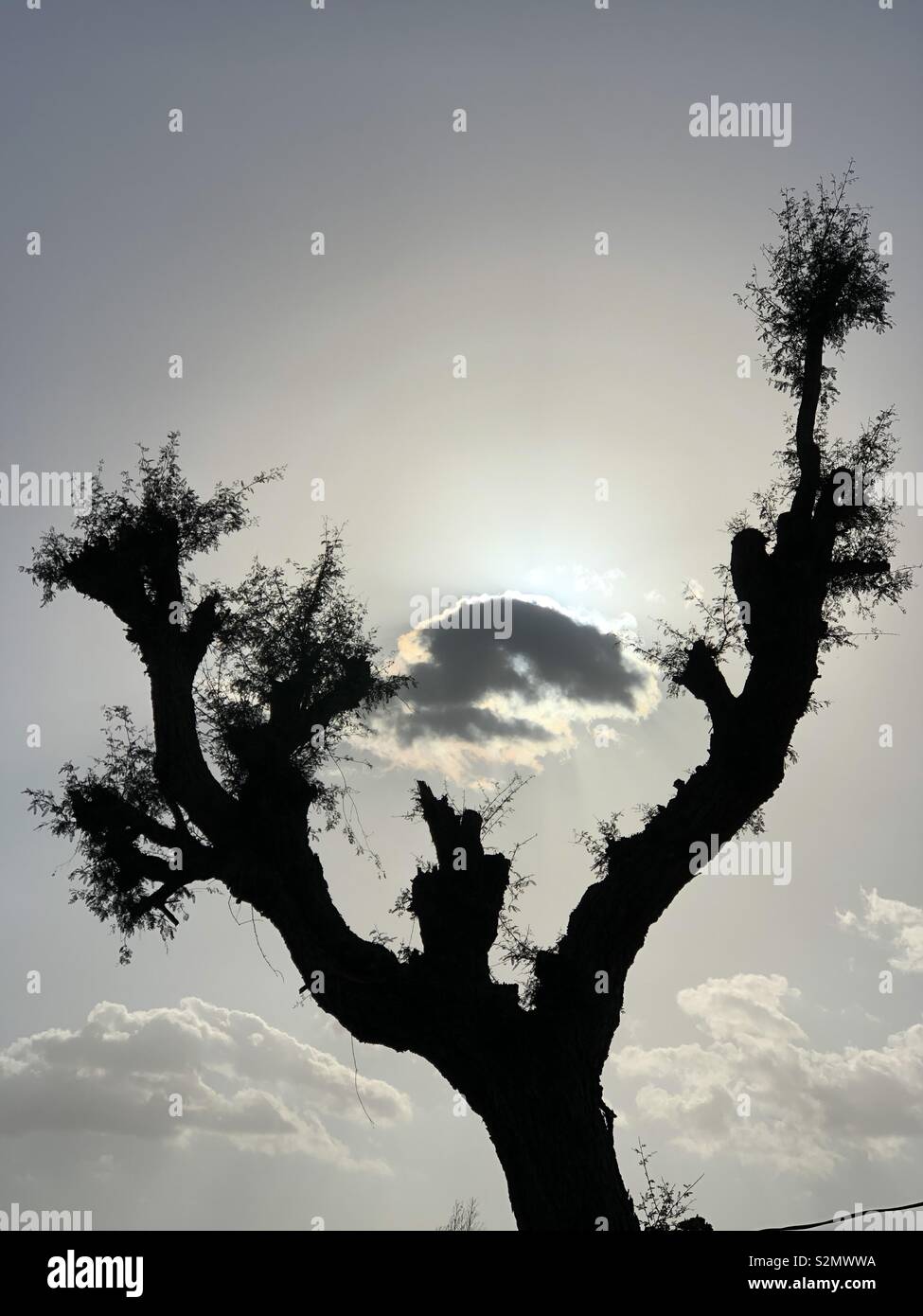 Beautiful tree view hi-res stock photography and images - Alamy