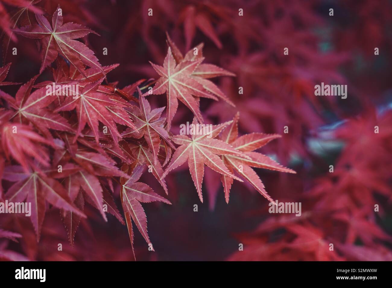 red tree leaves texture in the nature in summer Stock Photo - Alamy