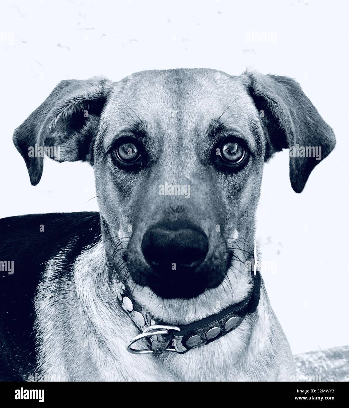 Serious dog portrait Stock Photo - Alamy