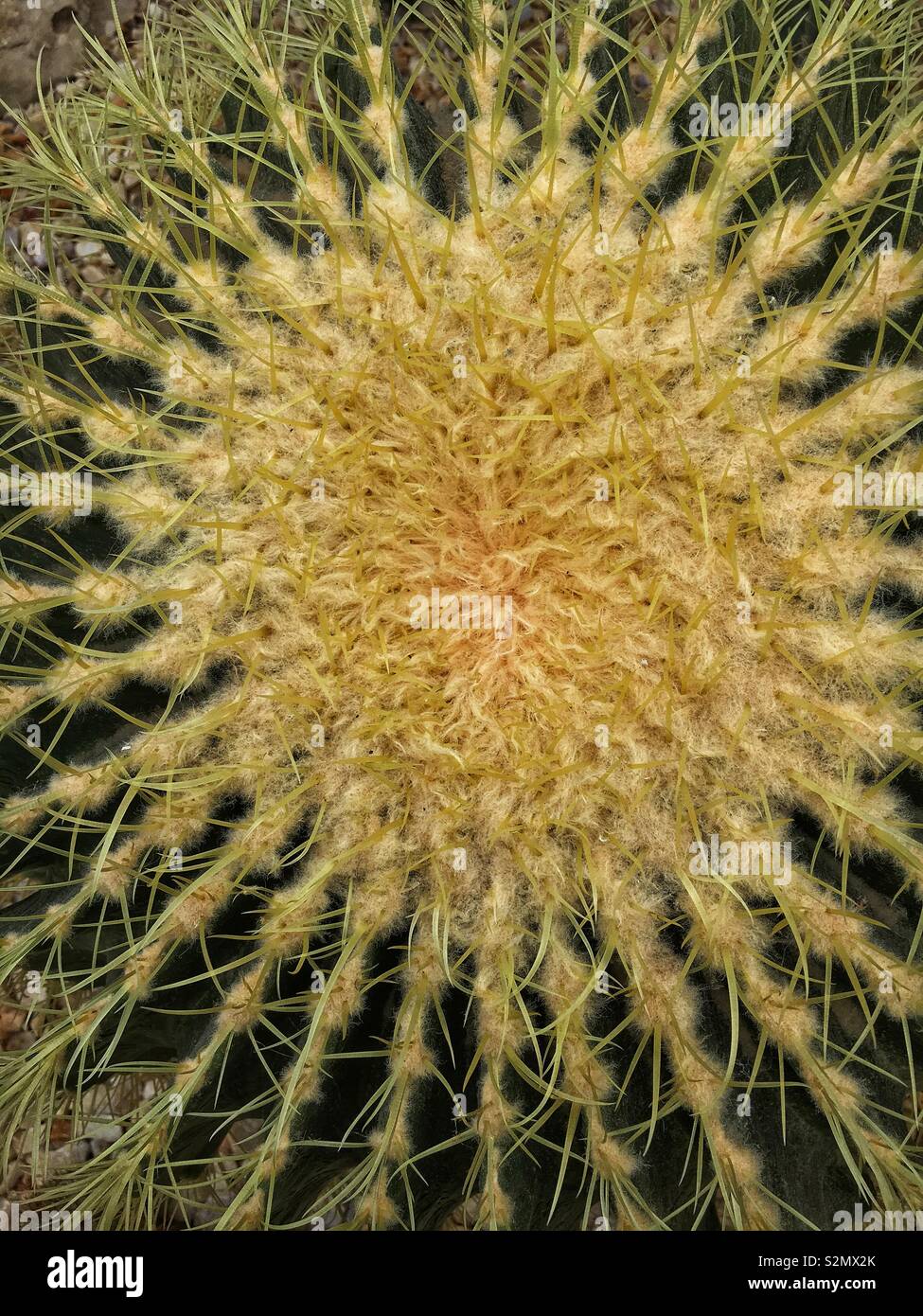 View cactus hi-res stock photography and images - Alamy