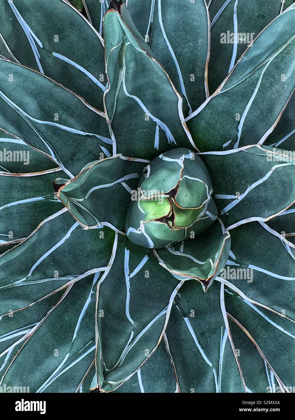 Full frame top view of a beautiful desert agave plant Stock Photo - Alamy