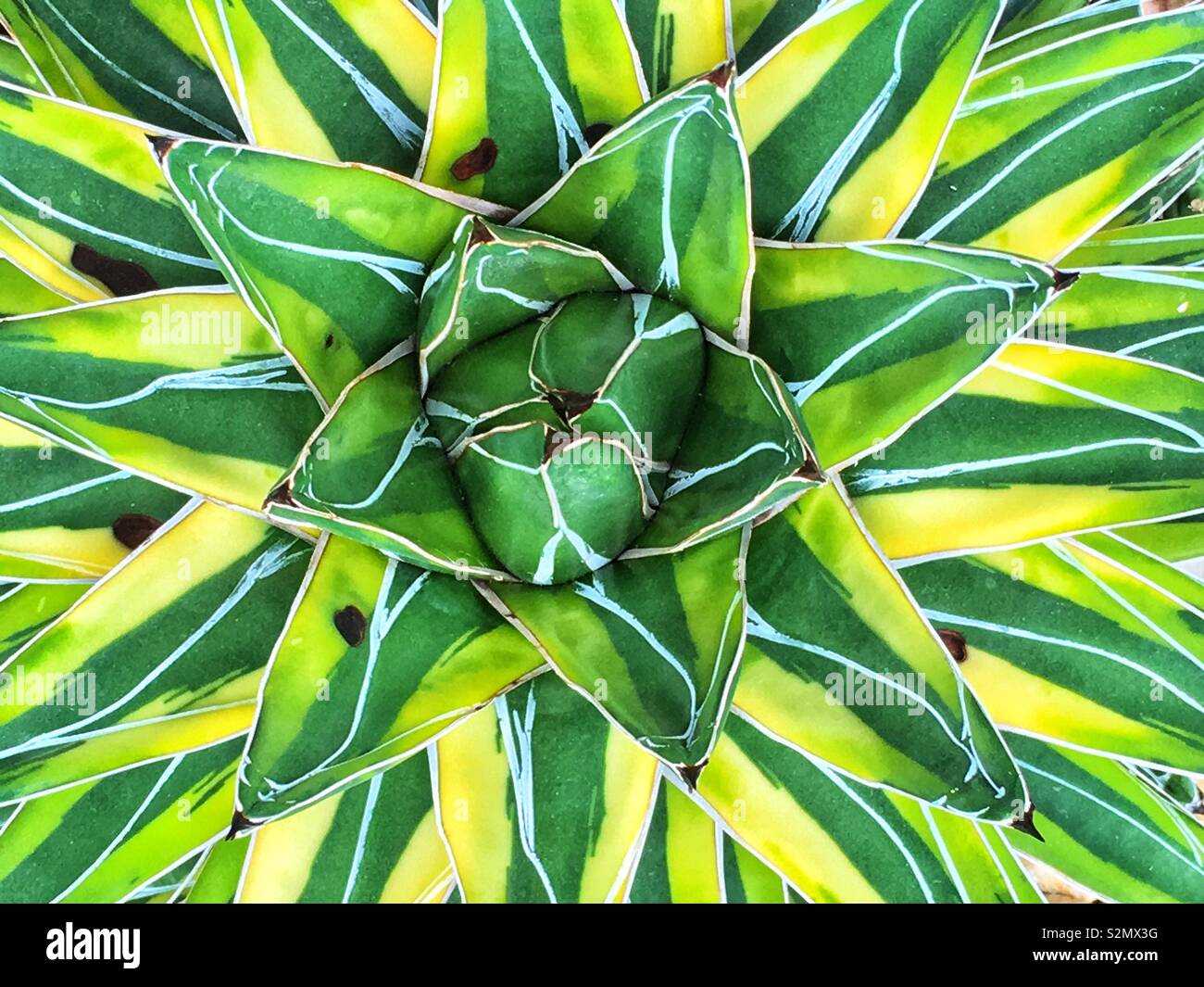 Full frame top view of a stunning striped green agave desert plant ...
