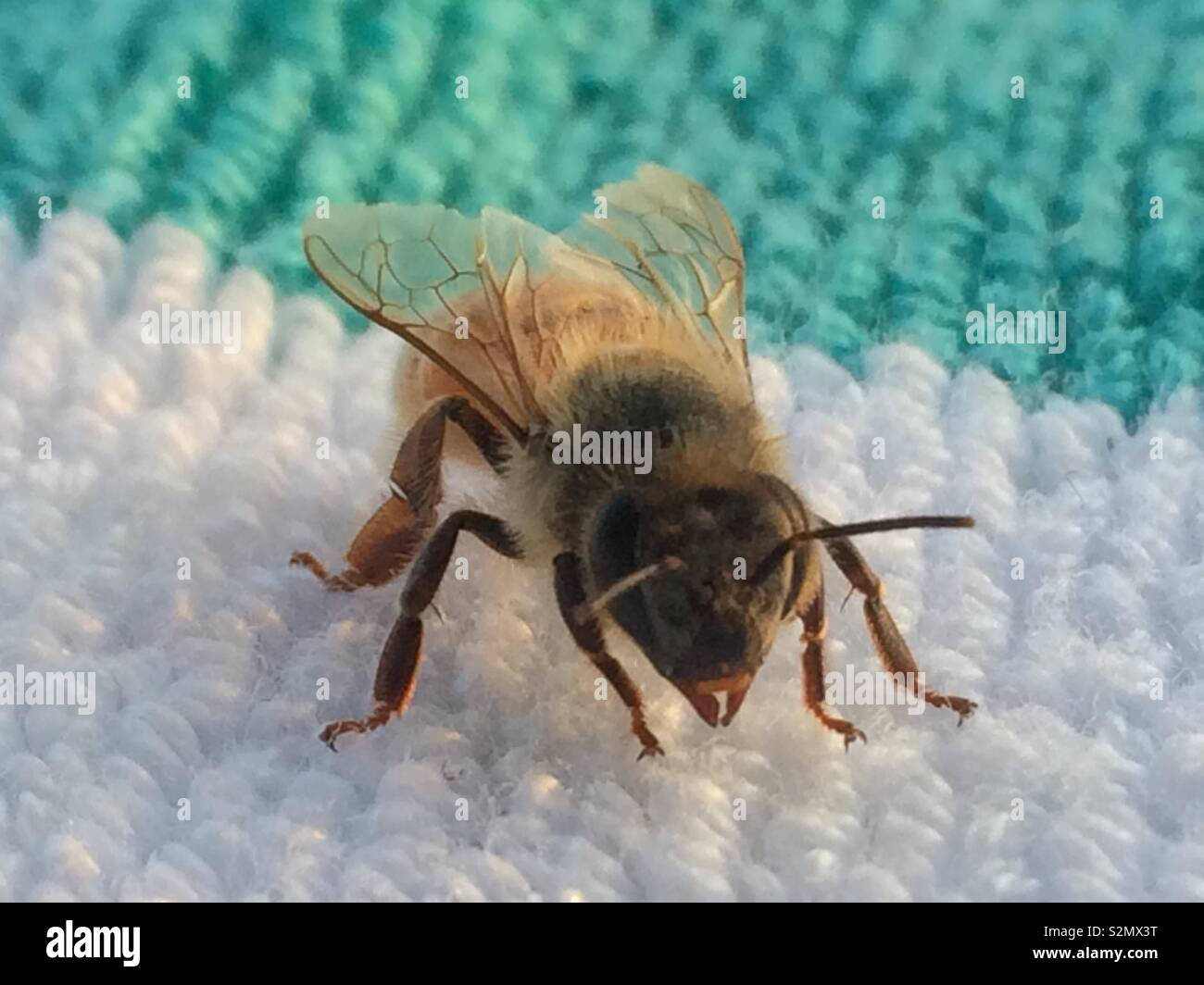 Bee wing close up hi-res stock photography and images - Alamy