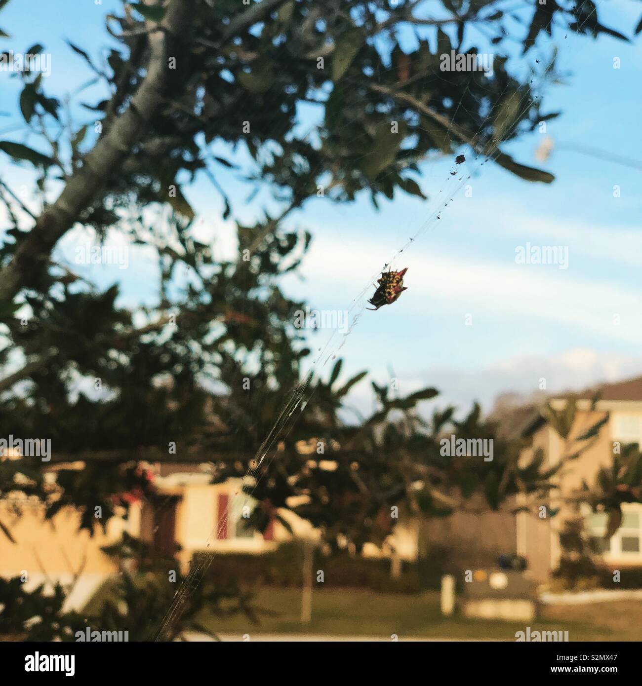 Spider web on the side walk Stock Photo - Alamy