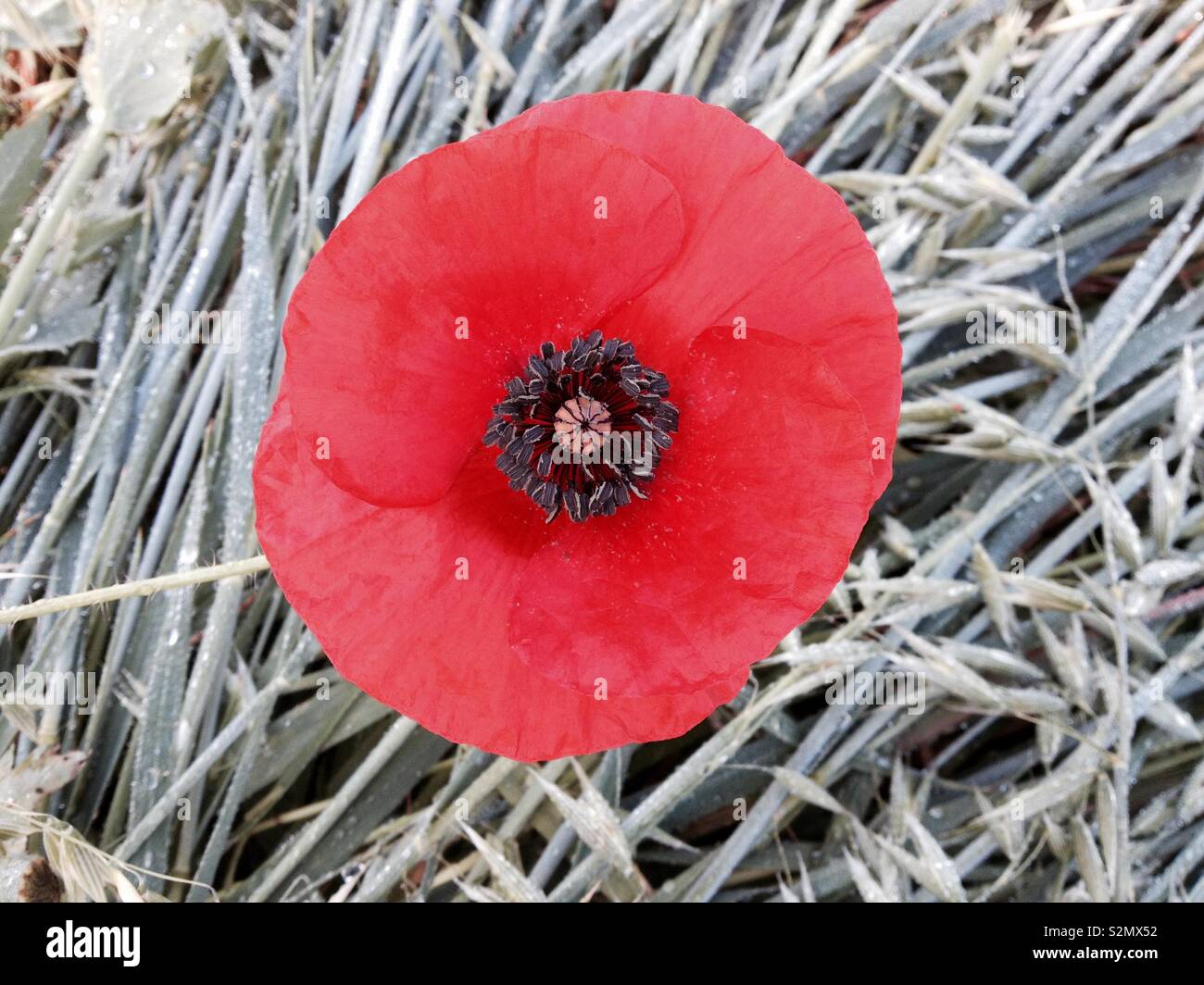 Common Poppy (Papaver rhoeas) Flower closeup Stock Photo - Alamy