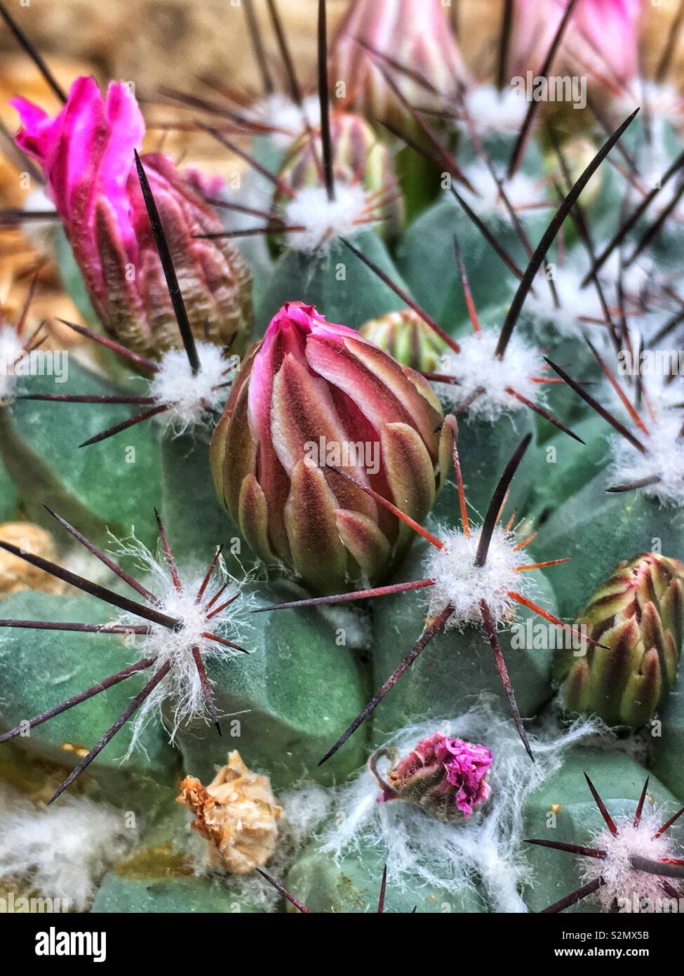 Full frame macro closeup of a bright pink lucky cactus flower bud Stock ...