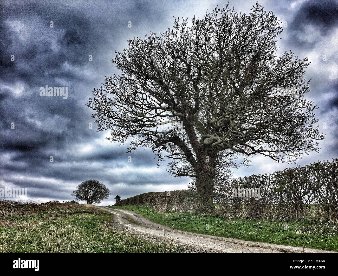 Tree lined path in countryside Stock Photo - Alamy