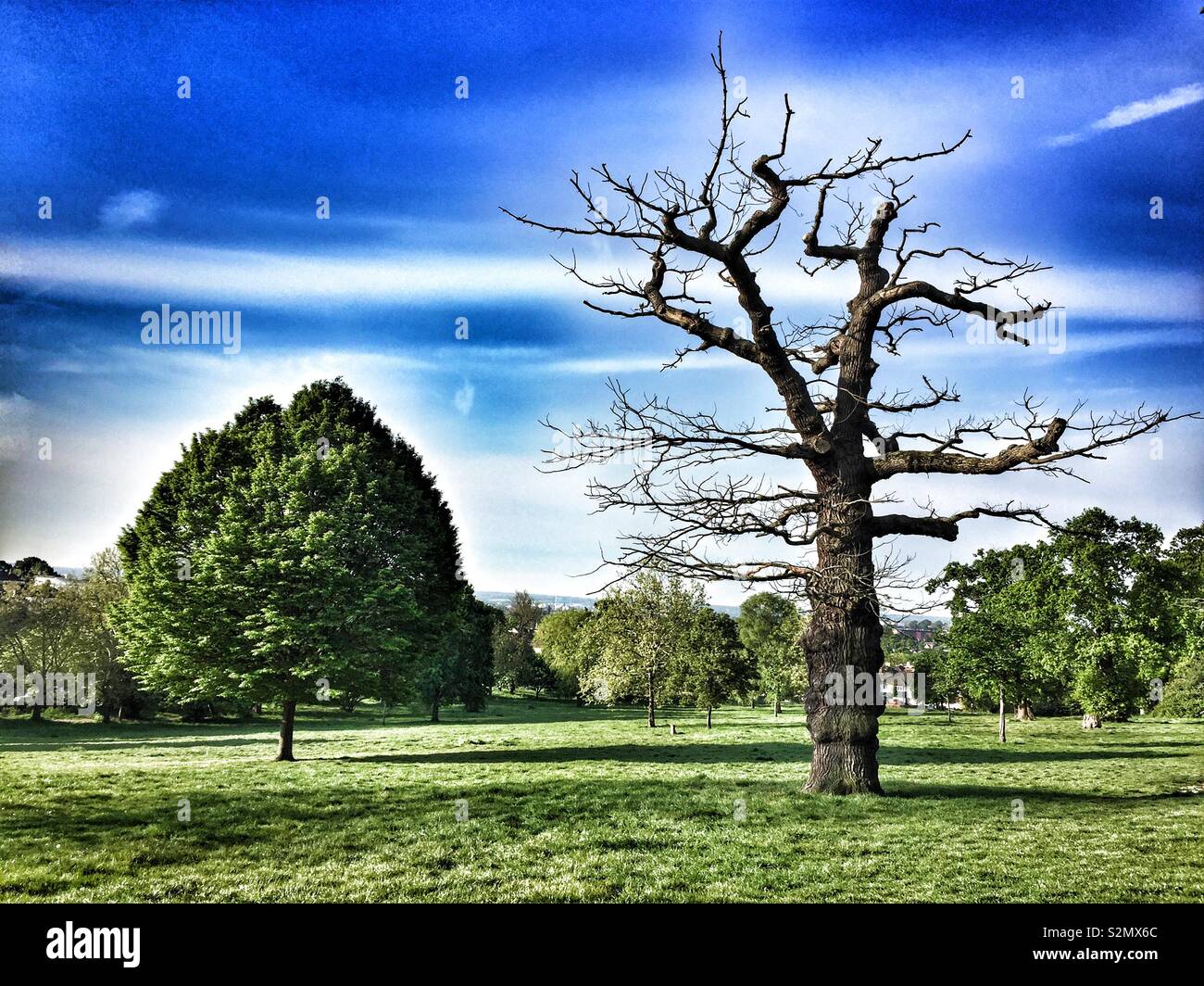 Trees old and new Stock Photo - Alamy