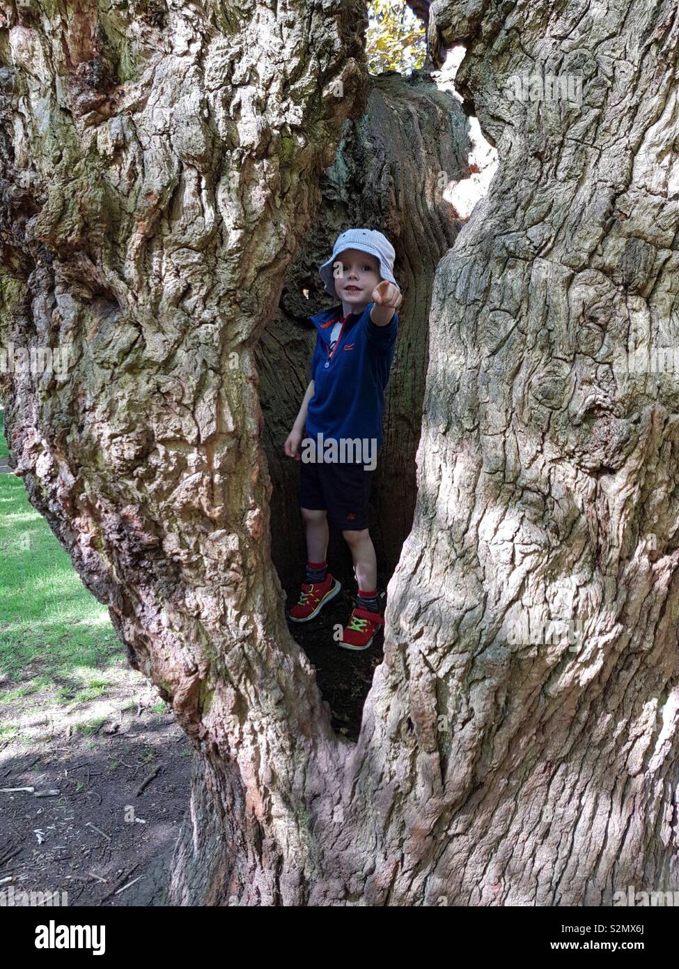 Boy in a tree Stock Photo - Alamy