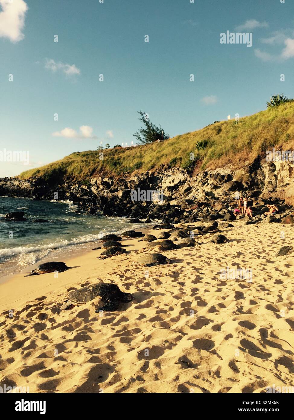 Turtles on the beach hi-res stock photography and images - Alamy