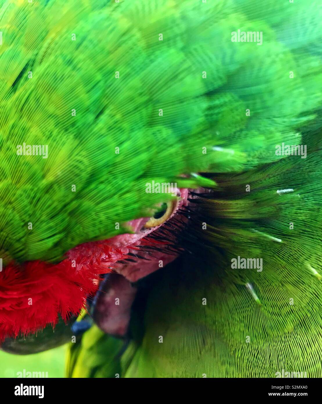 the grumpiness of the hungry parrot Stock Photo - Alamy