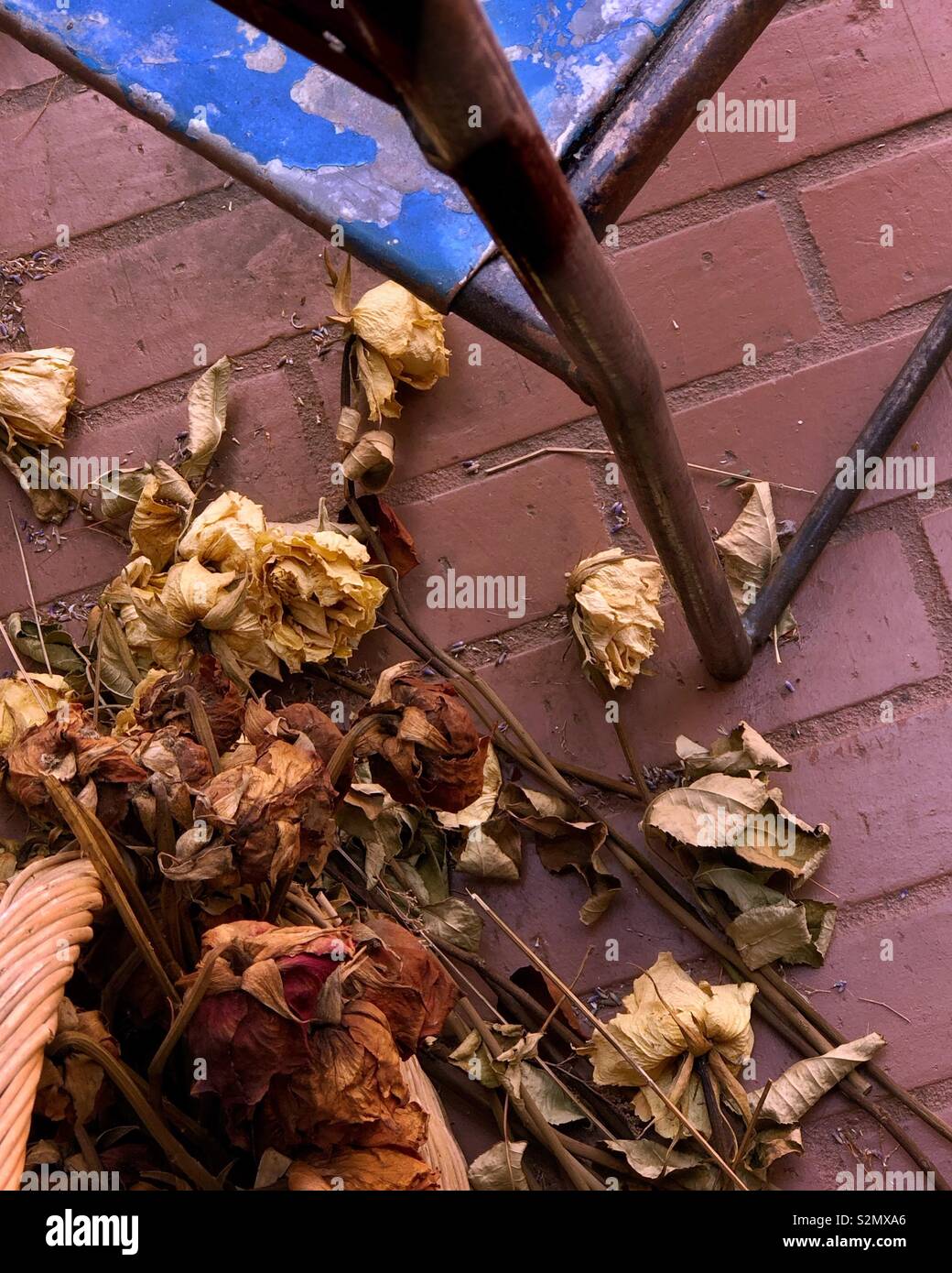 Death and decay hi-res stock photography and images - Alamy