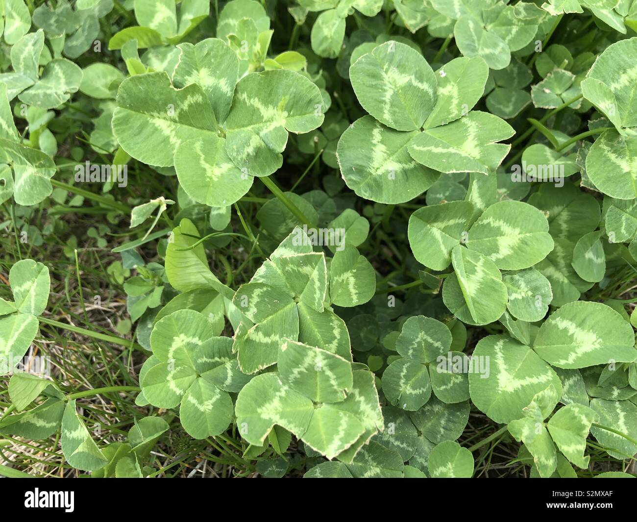 Four clovers hi-res stock photography and images - Alamy