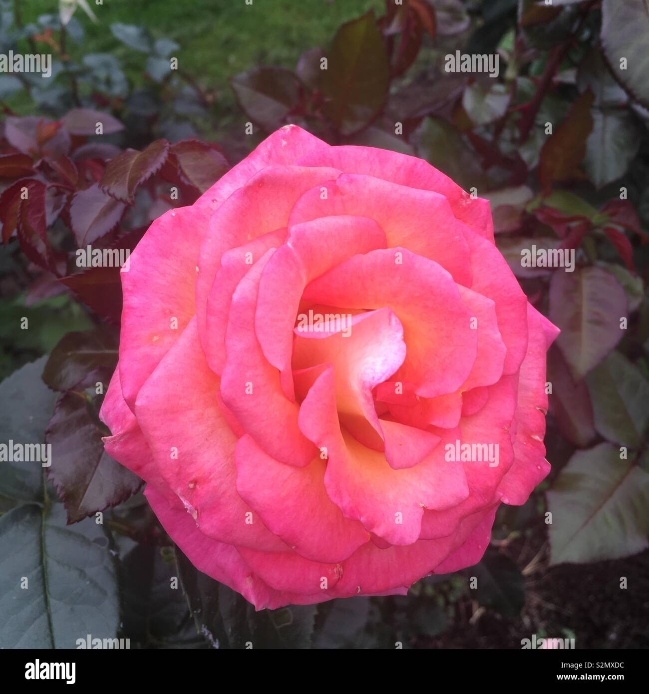 Stunning colours hi-res stock photography and images - Alamy