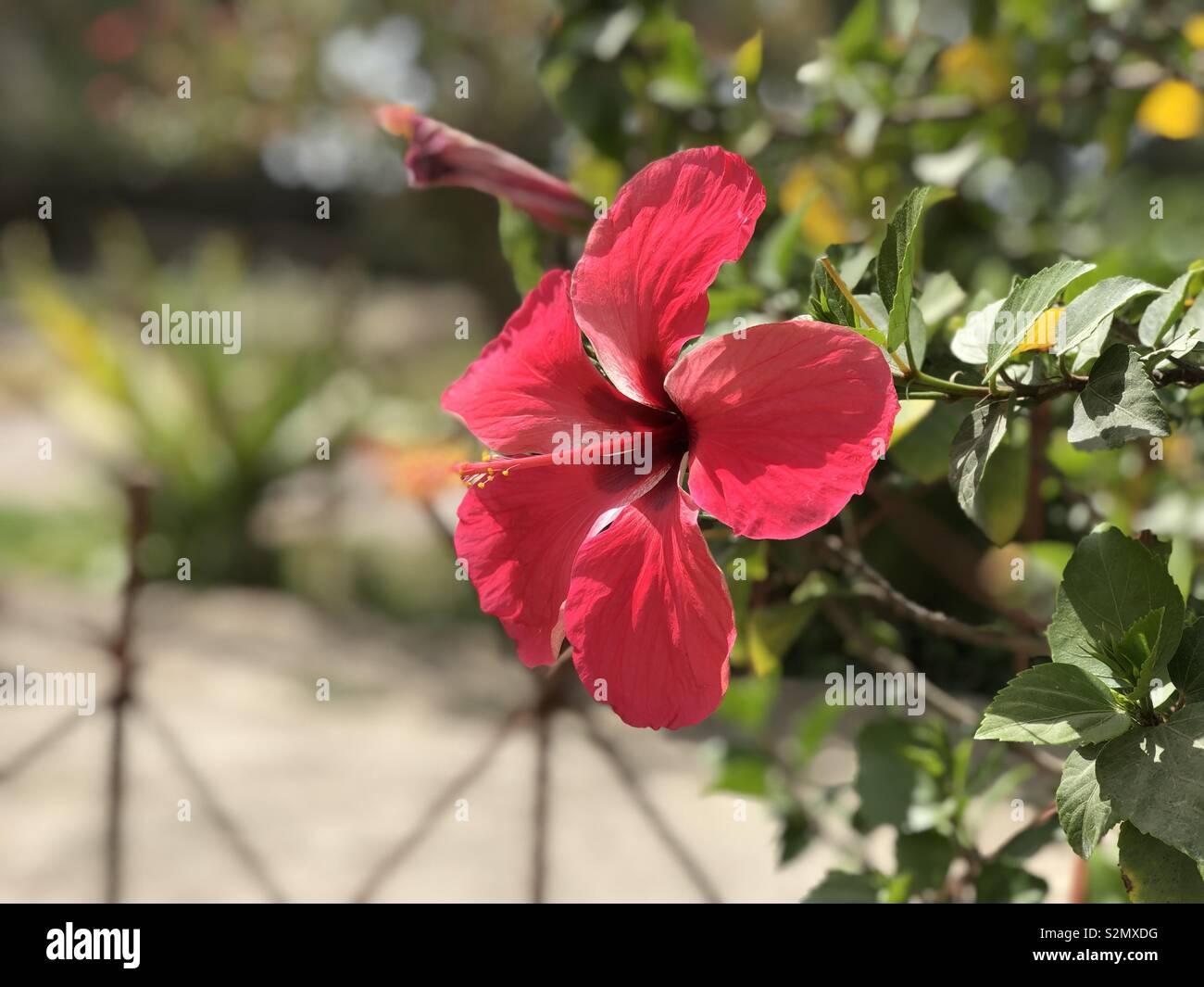 Chinese rose hi-res stock photography and images - Alamy