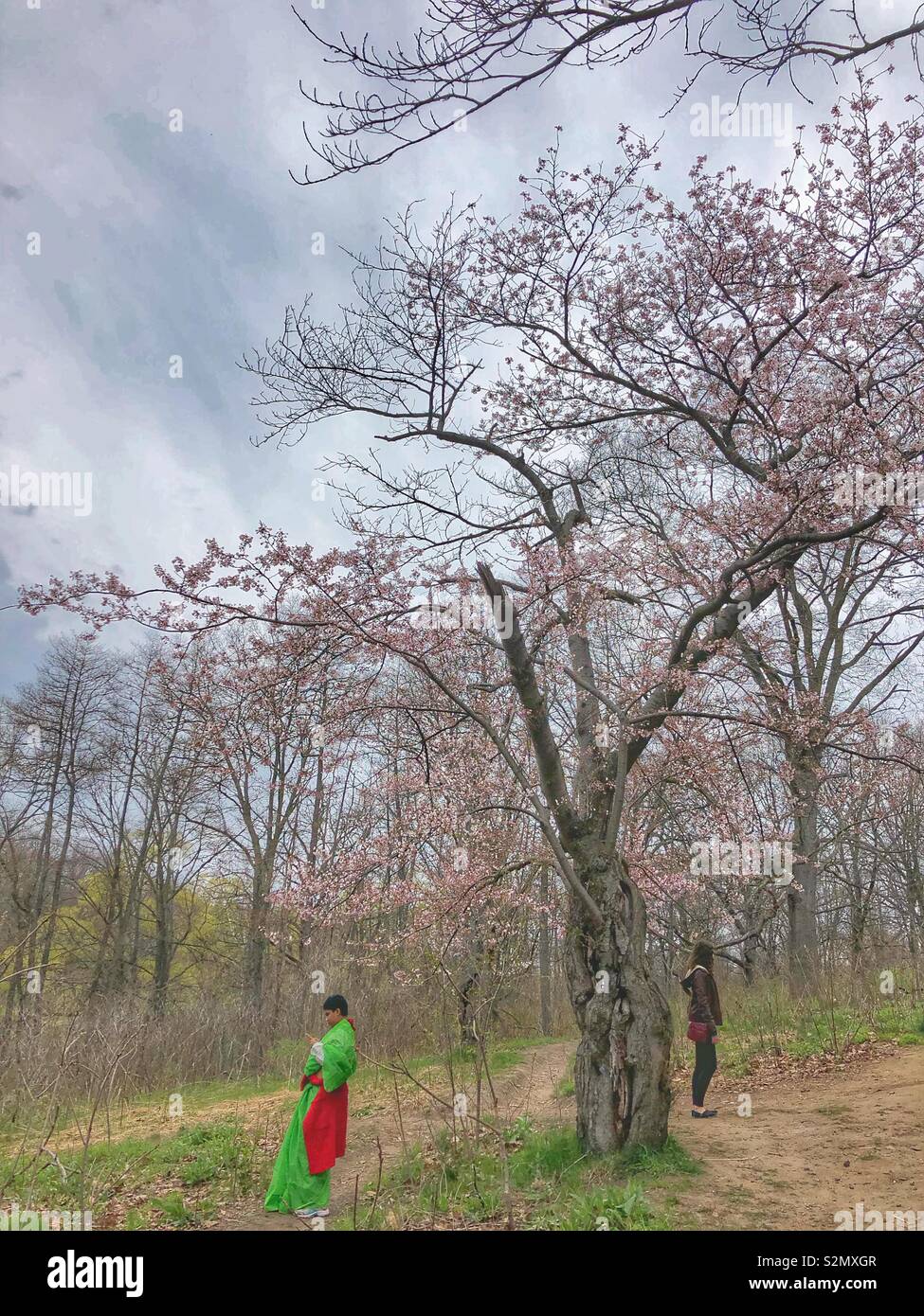 Toronto park pink hi-res stock photography and images - Alamy