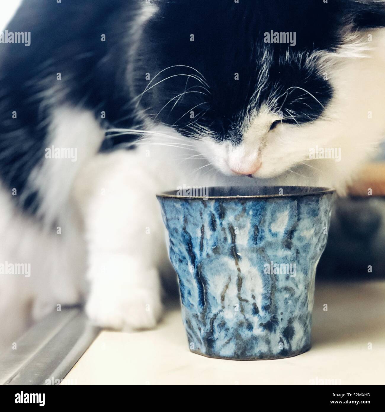 Cat and the cup Stock Photo - Alamy