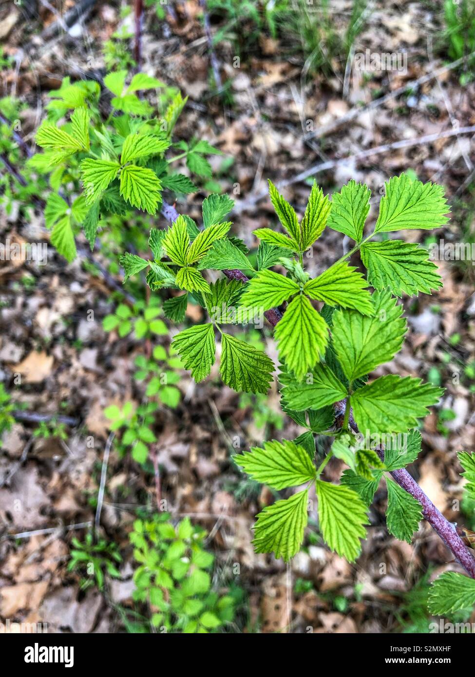 Springtime is the season of renewal Stock Photo - Alamy