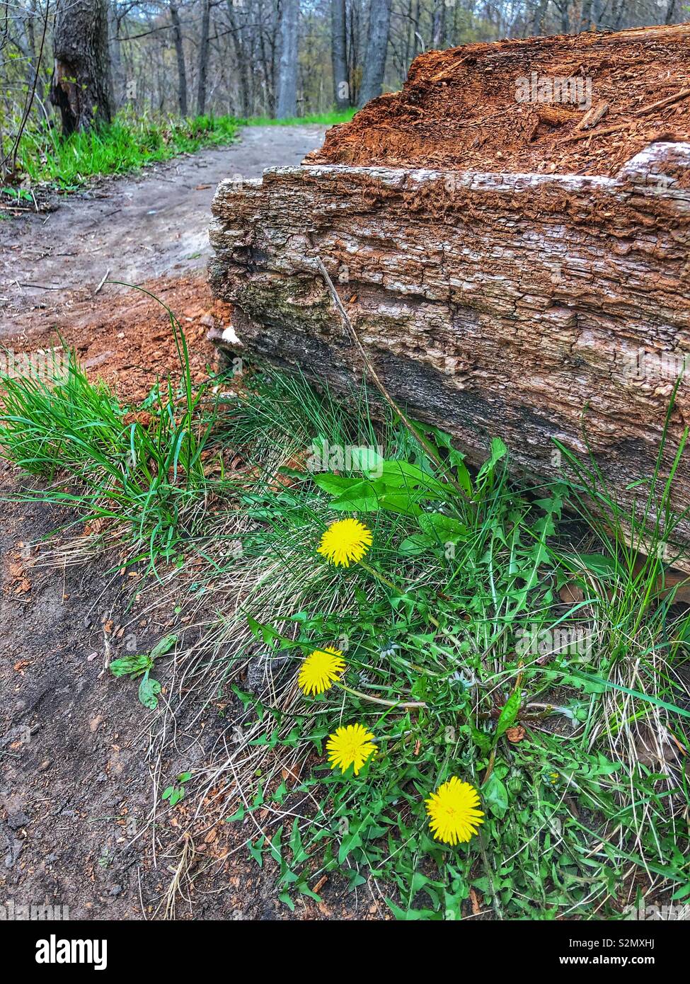 Spring, a season of renewal Stock Photo - Alamy