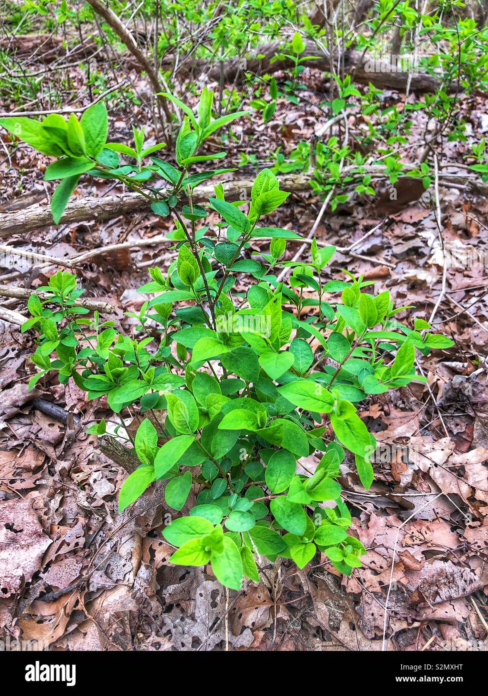 Regrowth ground hi-res stock photography and images - Alamy