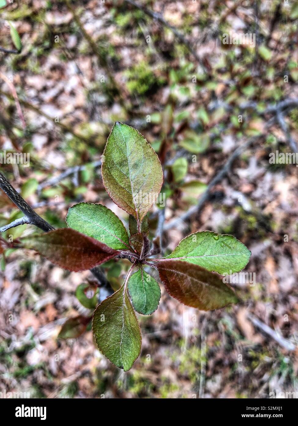 Ecosystem renewal hi-res stock photography and images - Alamy