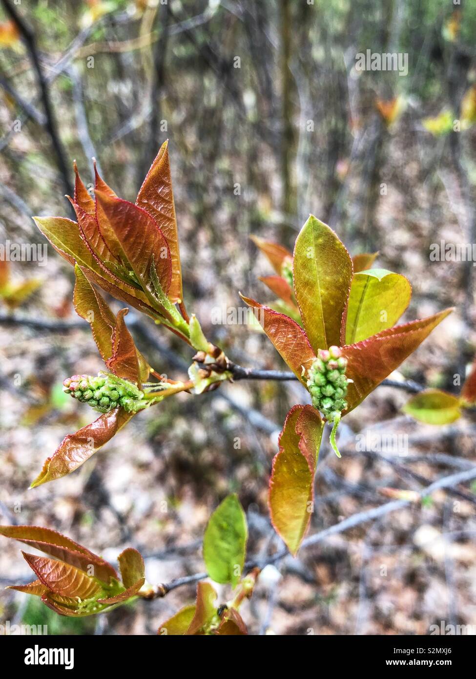 Spring, a season of renewal Stock Photo - Alamy