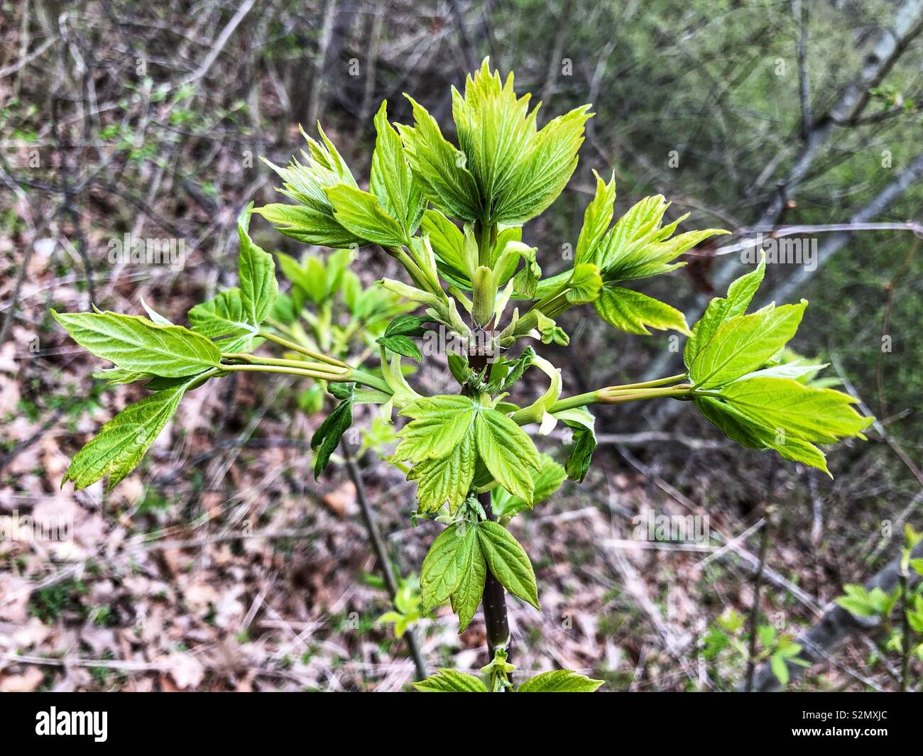 Ecosystem renewal hi-res stock photography and images - Alamy