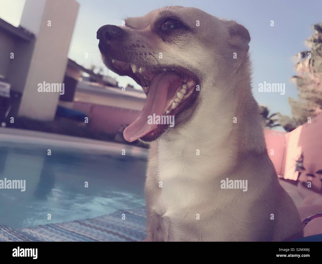 How likes my teeth? 😂 i used Colgate, good mood, day at pool😜 Stock ...