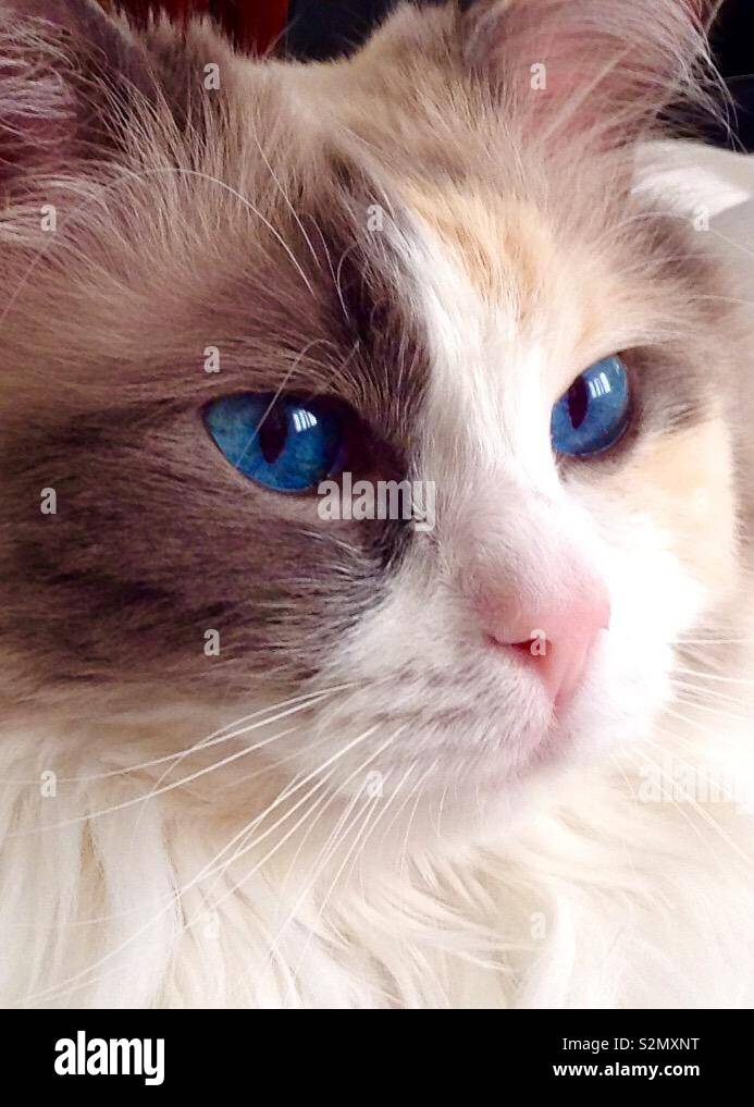 Ragdoll eyes hi-res stock photography and images - Alamy