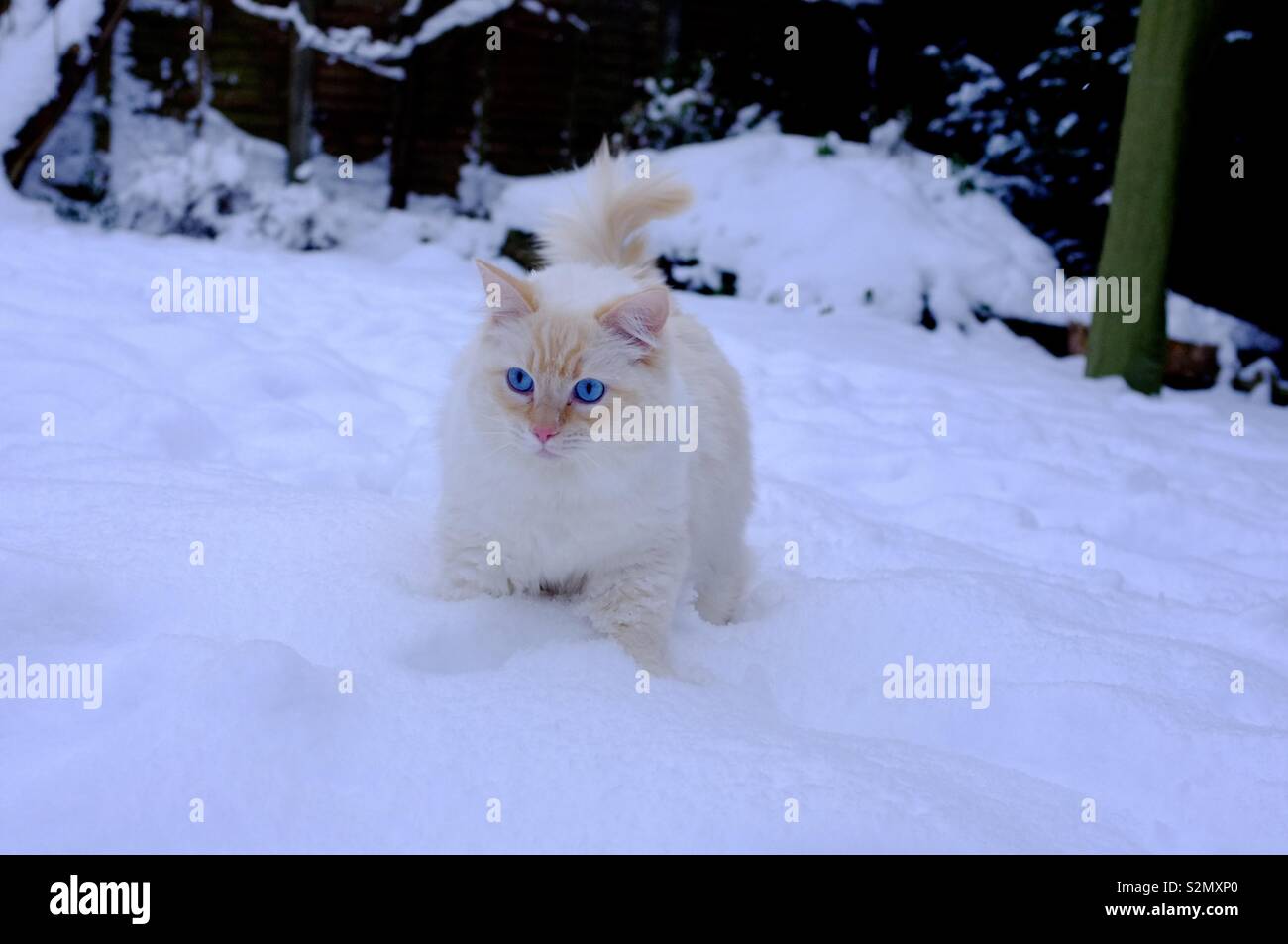 Ragdoll cat in snow Stock Photo - Alamy