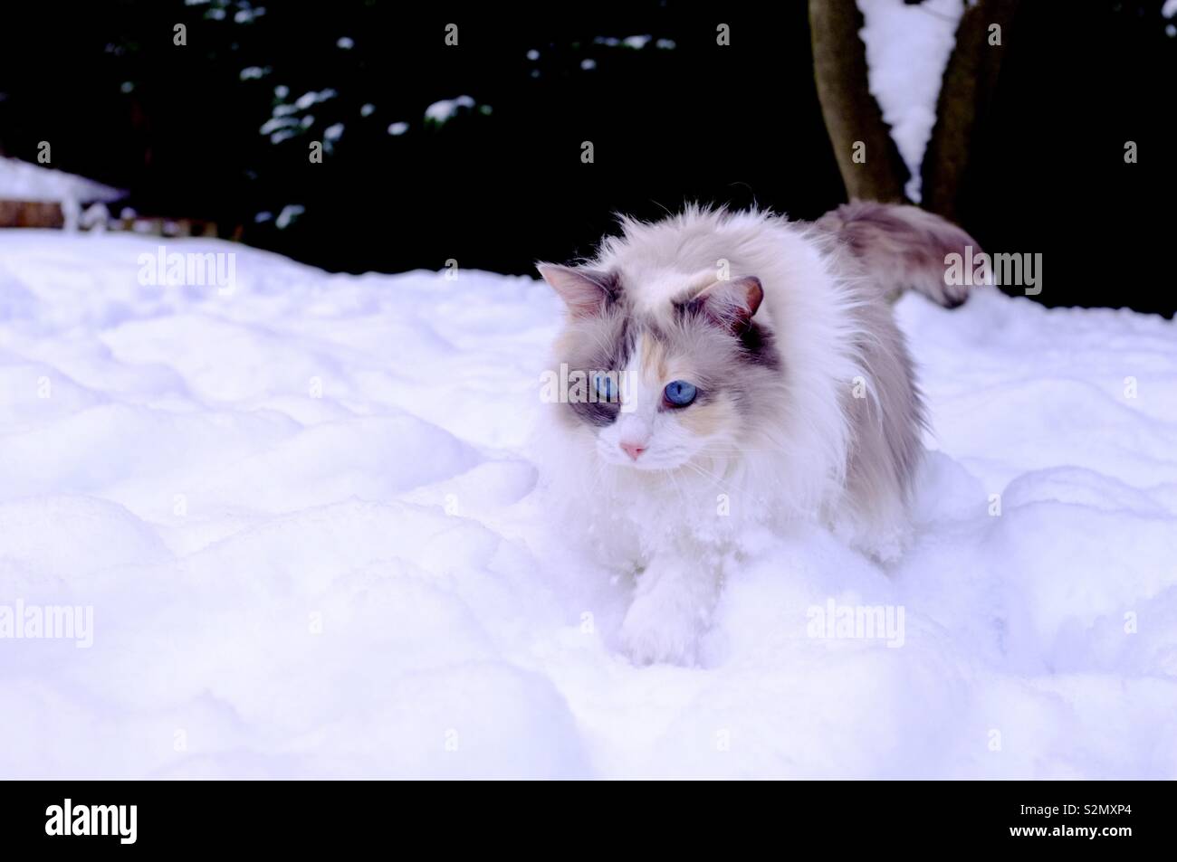 Ragdoll cat in snow Stock Photo - Alamy