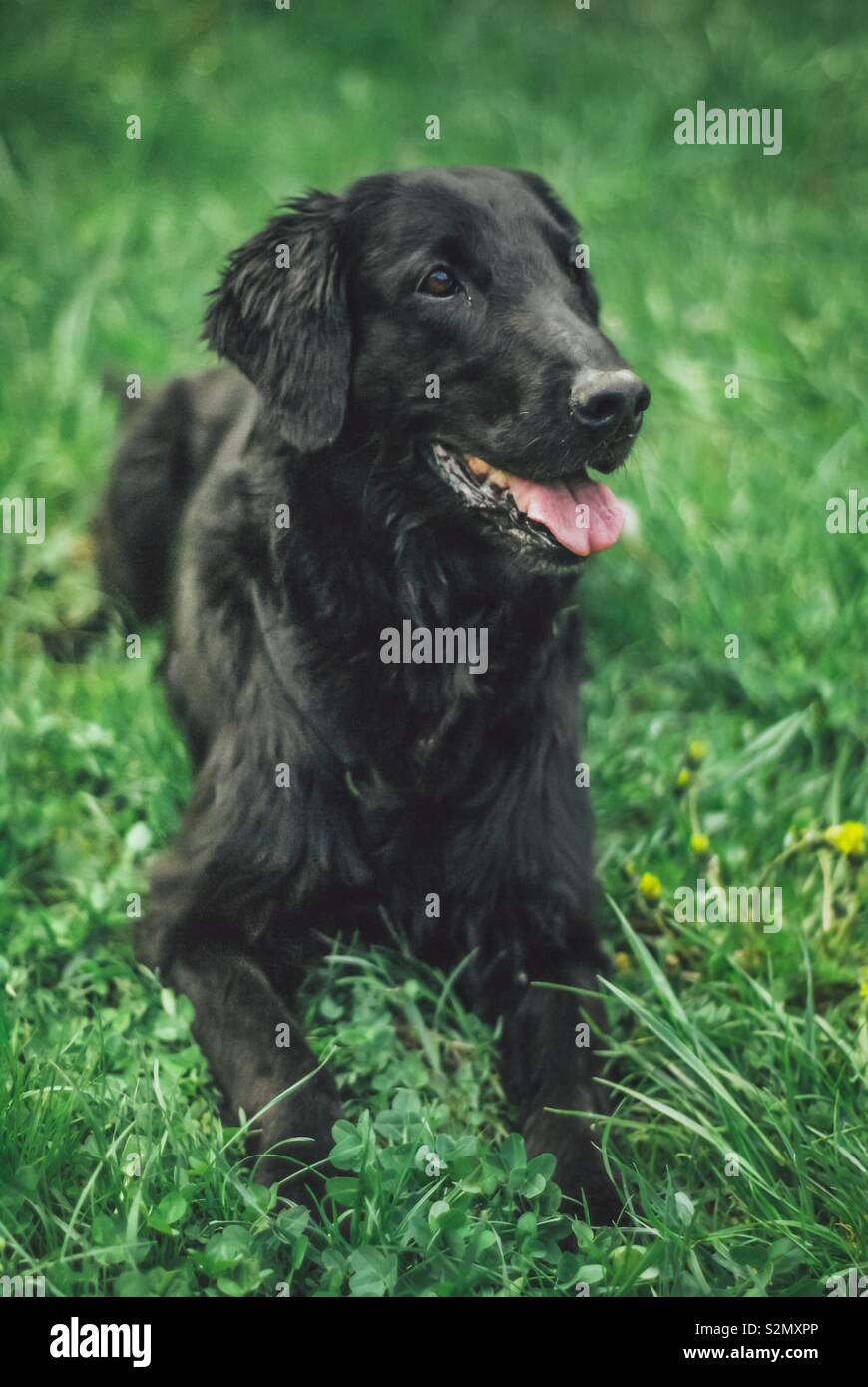 Black flat coated retriever hi-res stock photography and images - Alamy