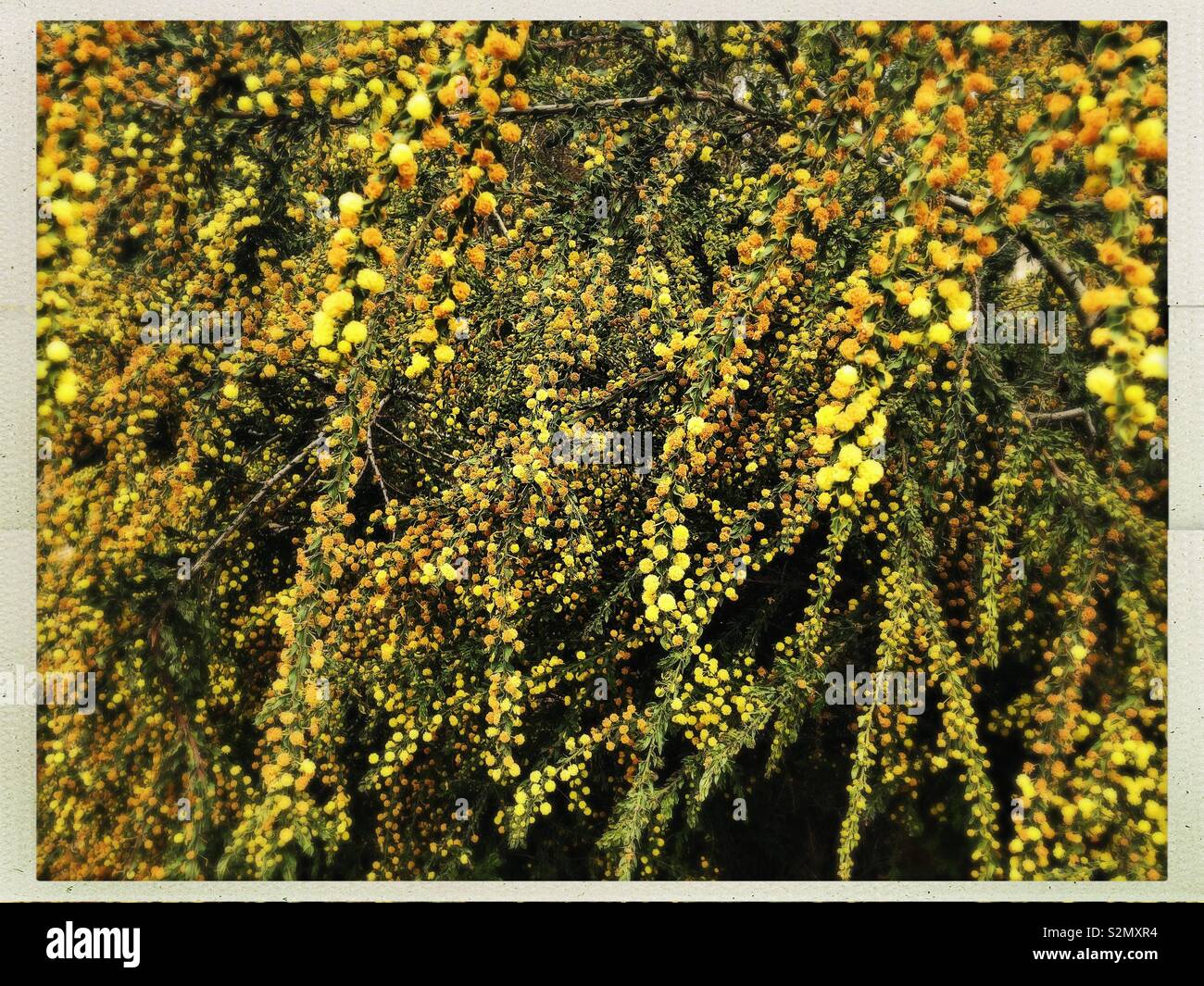 Australia wattle tree hi-res stock photography and images - Alamy