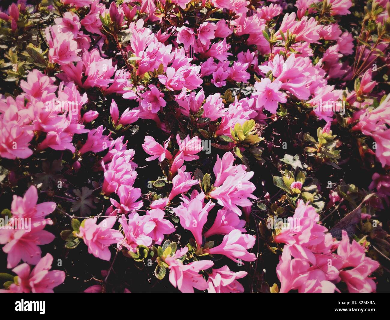Pink azaleas hi-res stock photography and images - Alamy