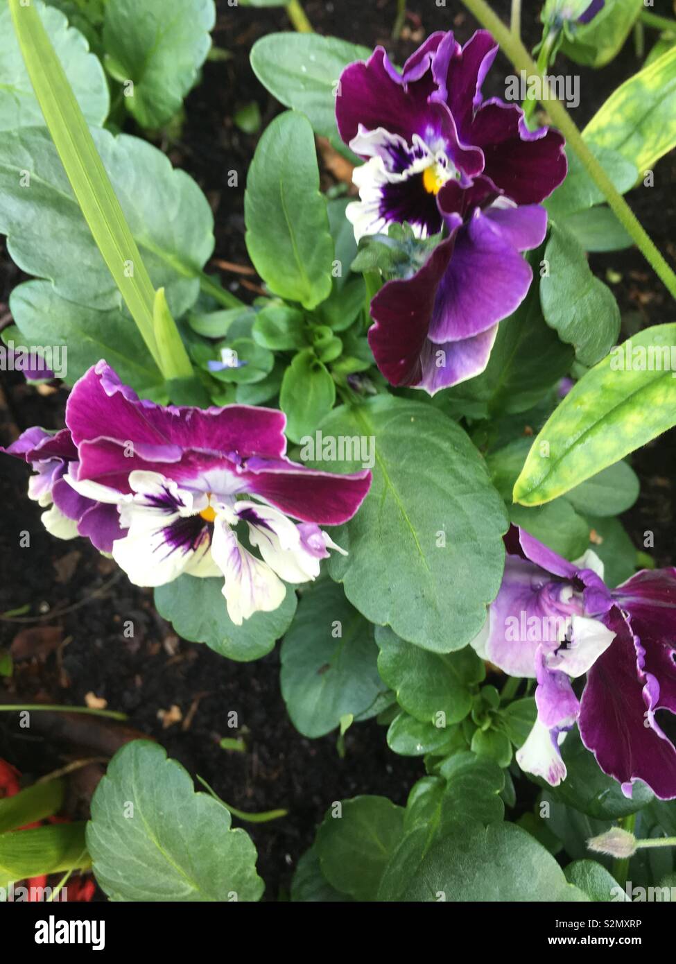 Panspermia hi-res stock photography and images - Alamy