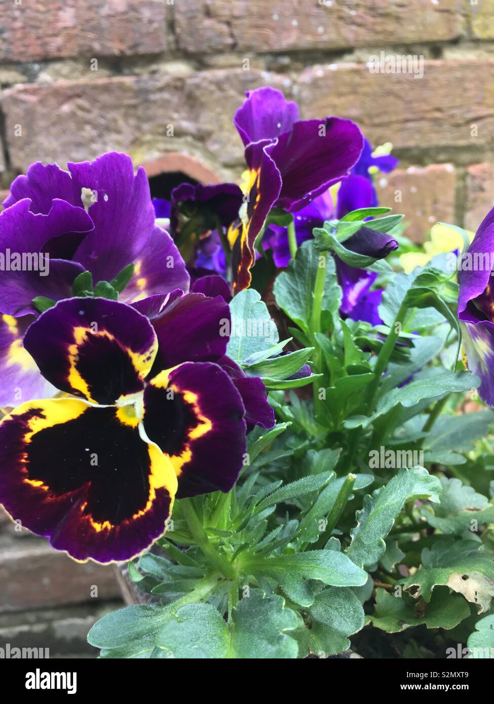 Flowers up close Stock Photo - Alamy