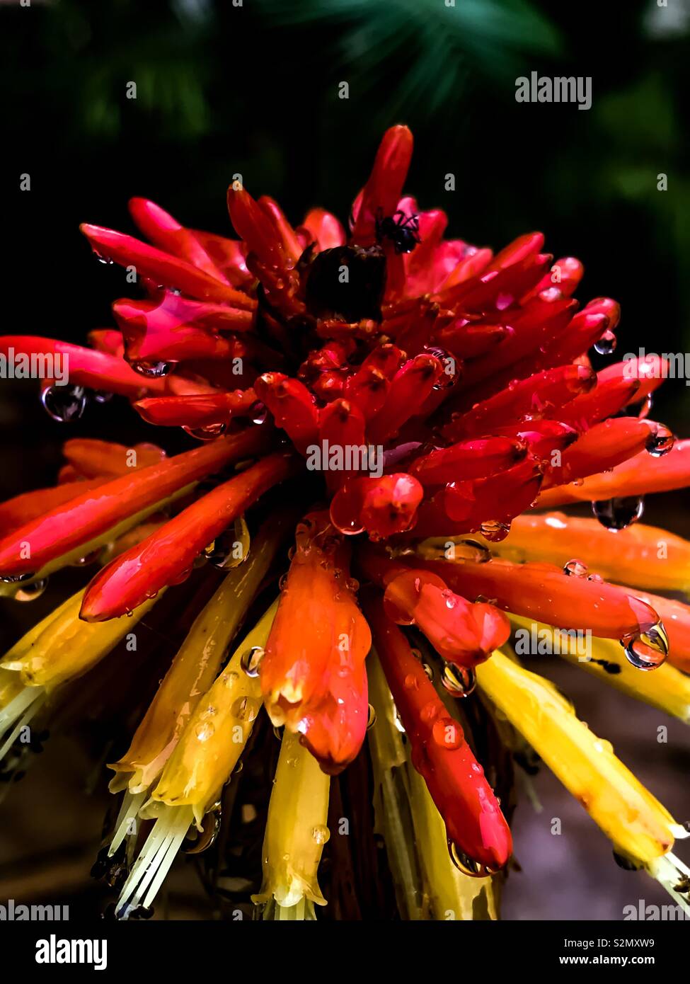 Tanzania flower hi-res stock photography and images - Alamy