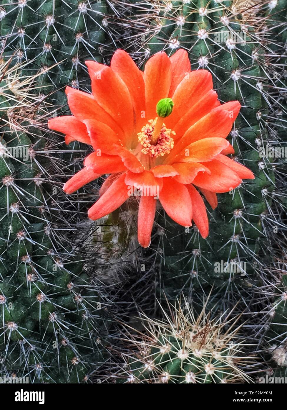 Cactus flower hi-res stock photography and images - Alamy