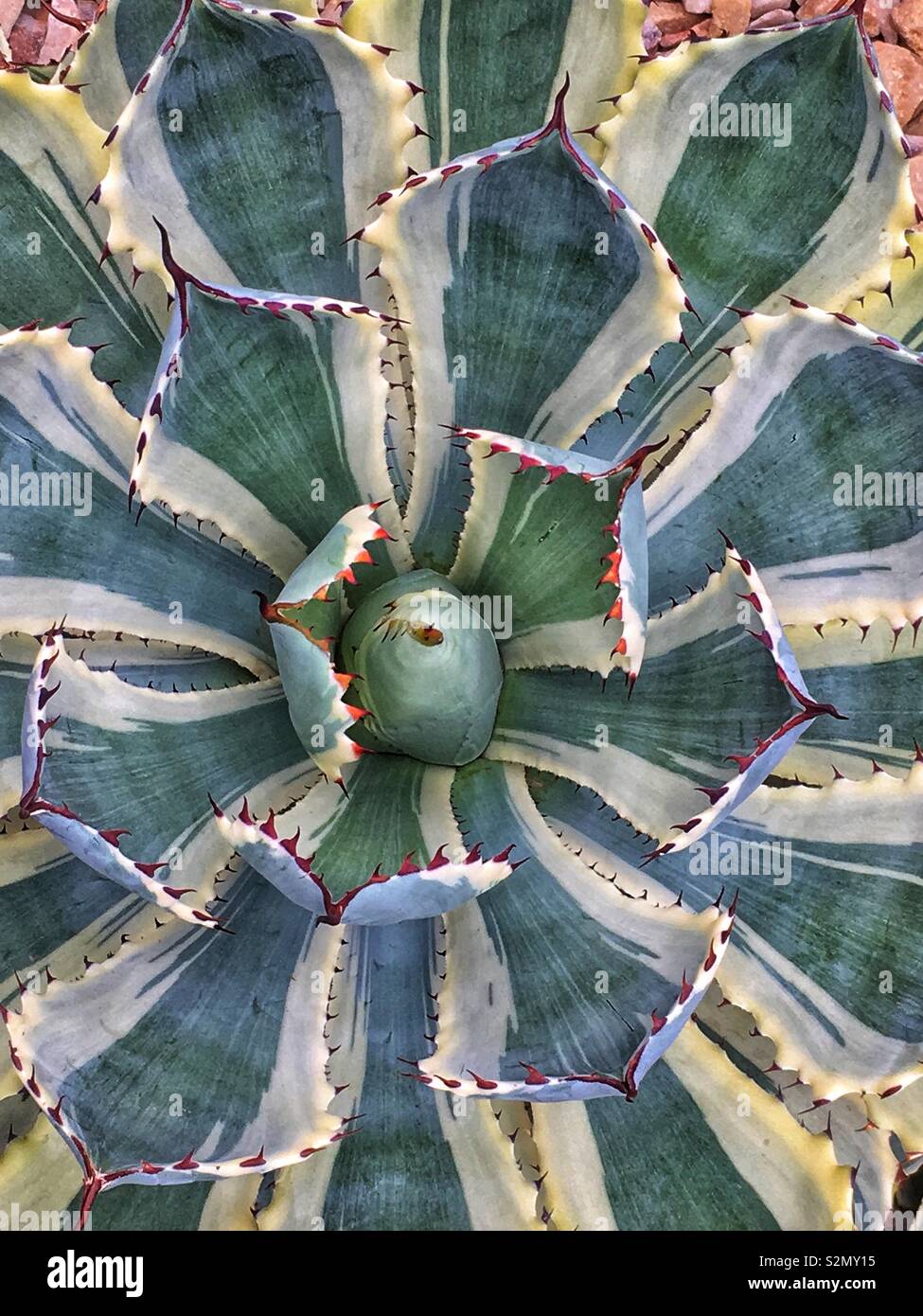 Agave top view hi-res stock photography and images - Alamy