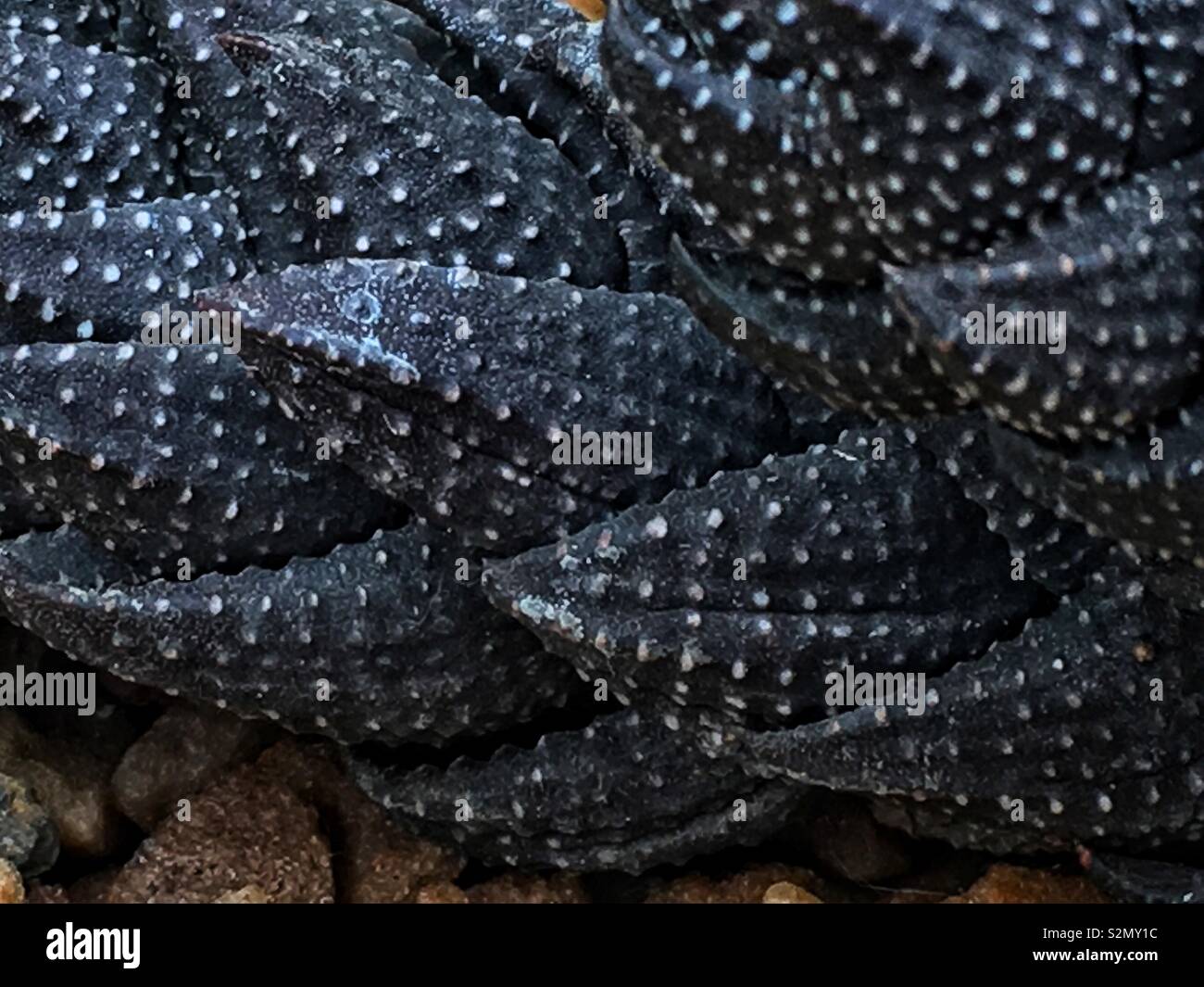 Full frame closeup of a black succulent plant that looks like it has ...