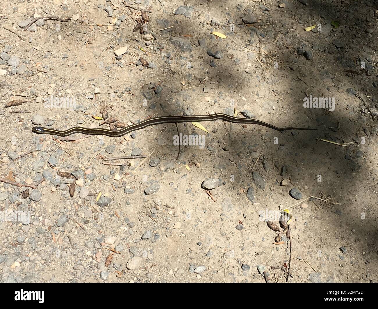 Snake point hi-res stock photography and images - Alamy