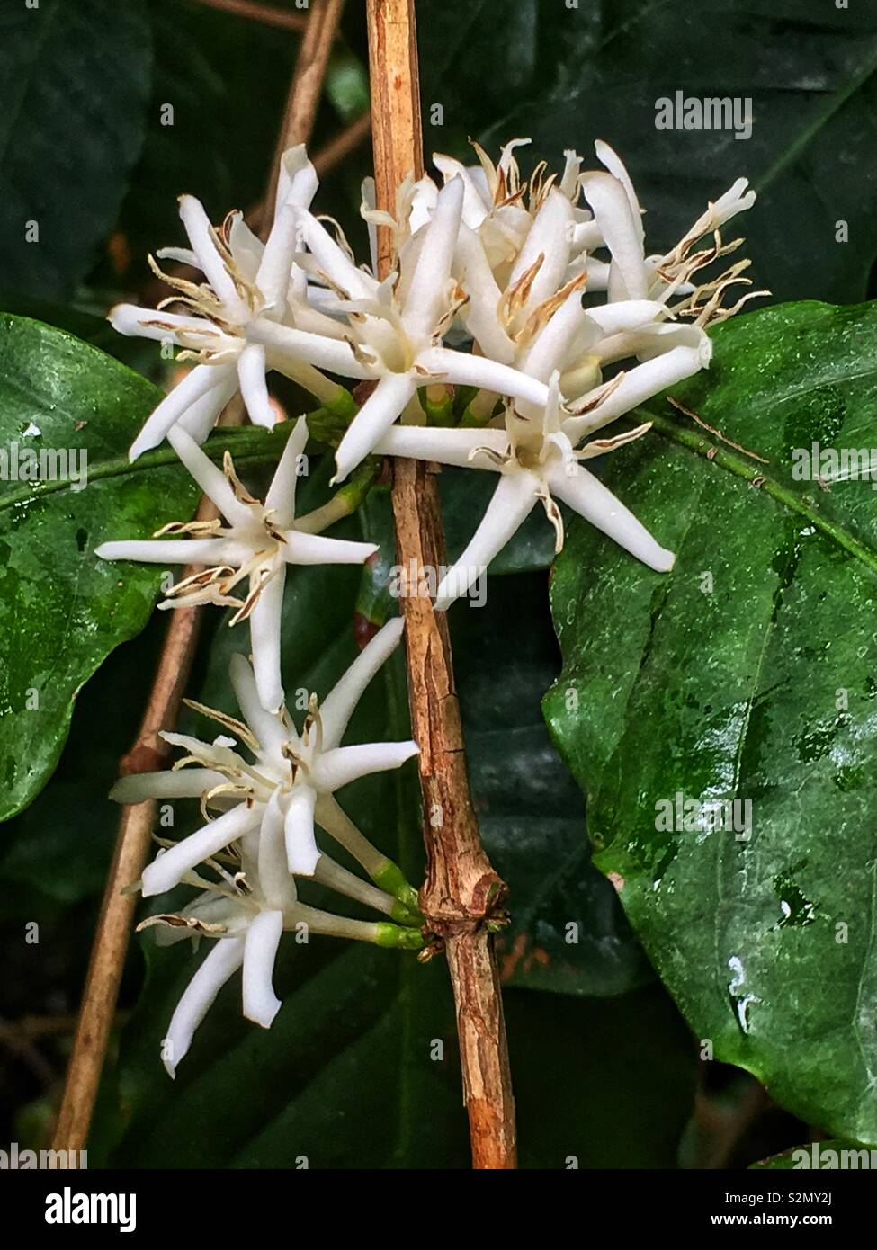 Beautiful white flower of the Coffea arabica, the Arabian coffee ...