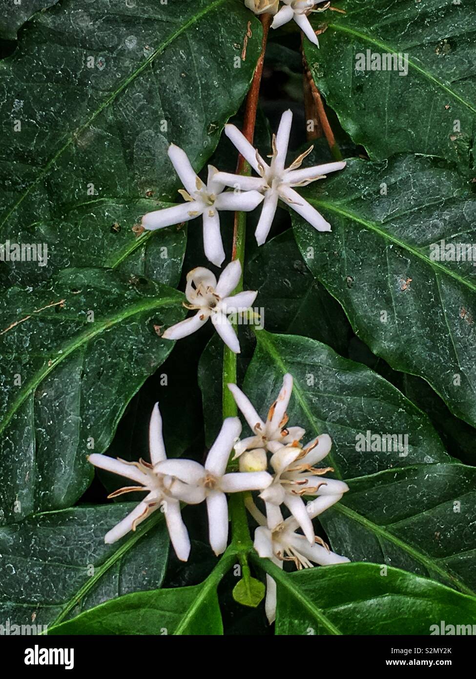 Coffee shrub arabia or mountain hi-res stock photography and images - Alamy
