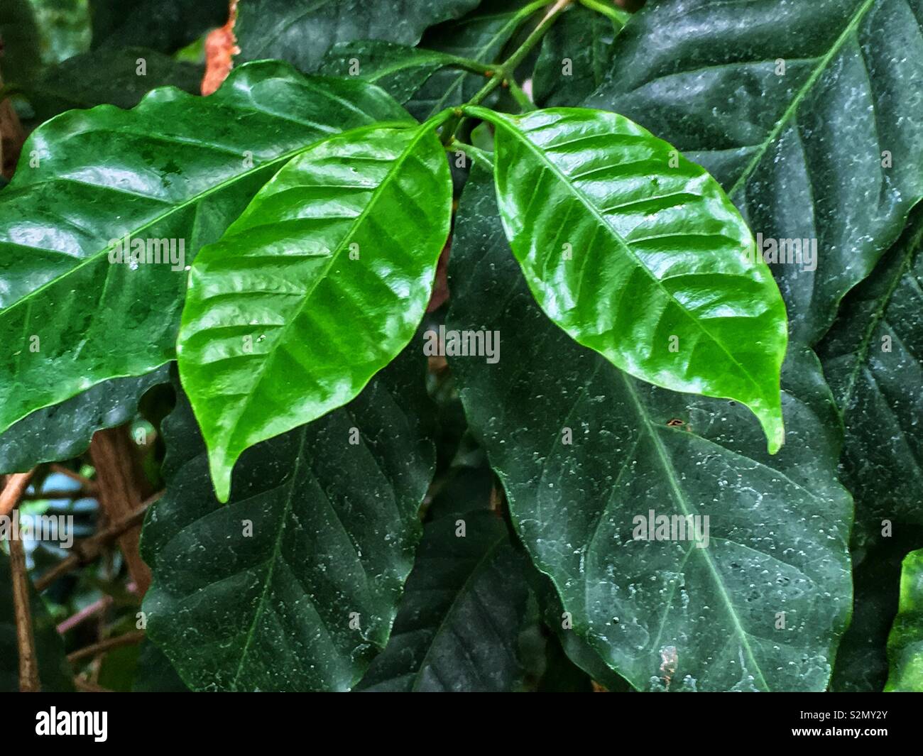 Arabian coffee tree coffea arabica hi-res stock photography and images ...