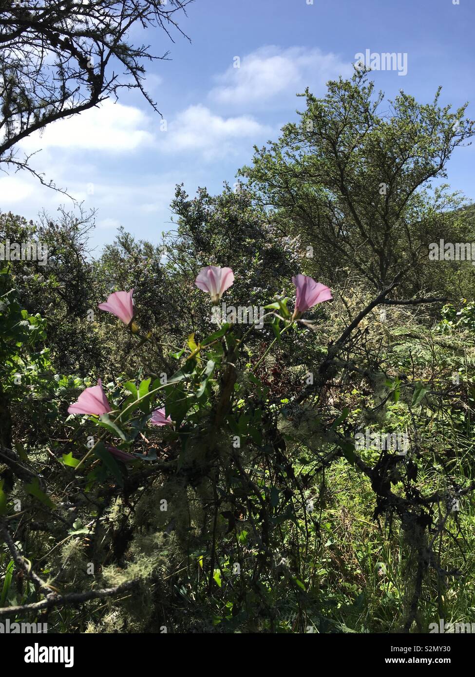 Tangled weeds hi-res stock photography and images - Alamy